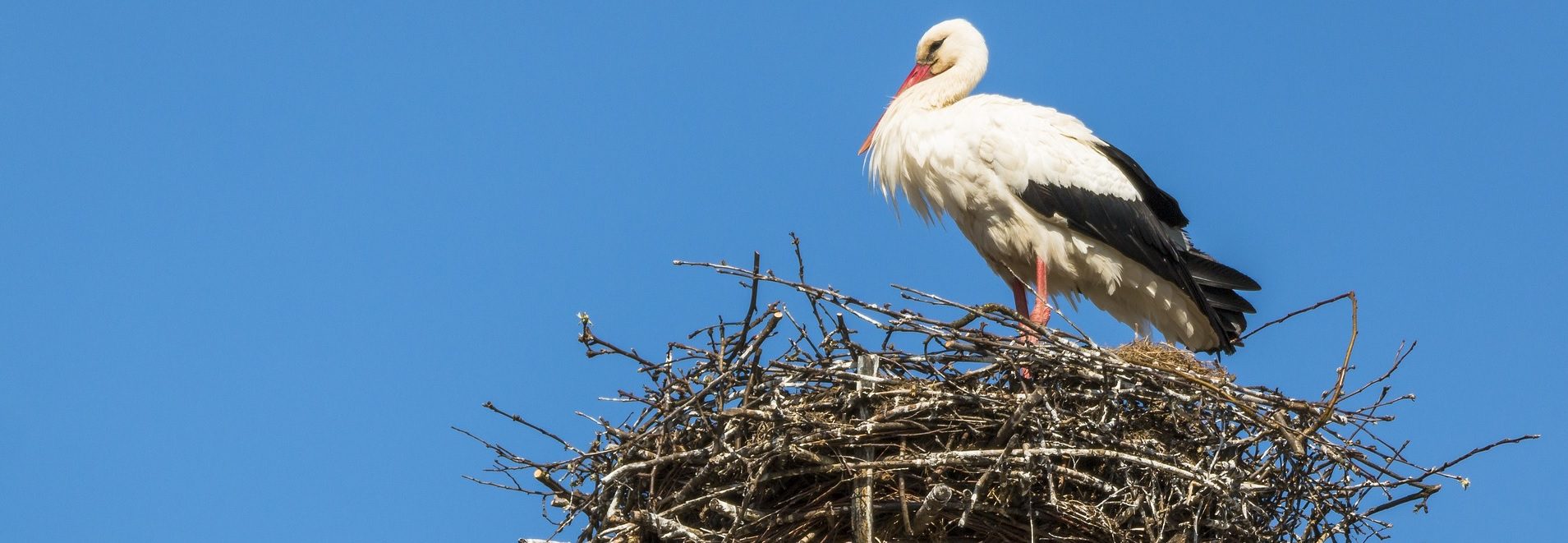 Várjuk a gólyákat – így helyezik ki a fészektartókat. Videó!