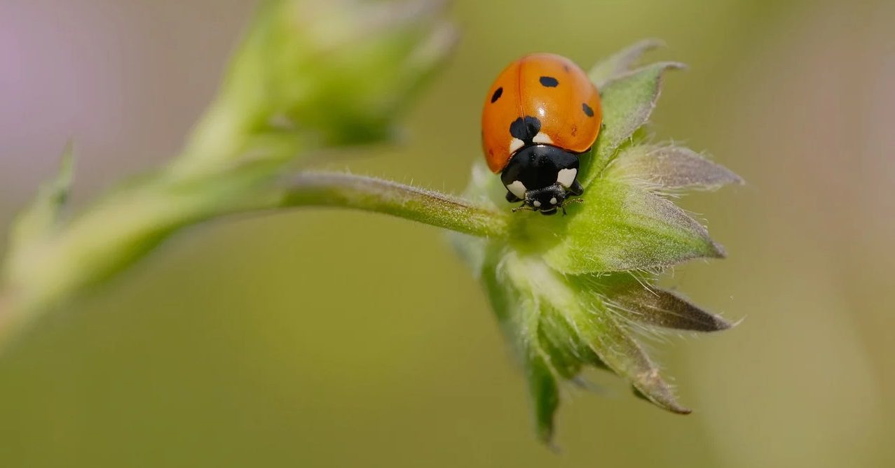 Hogyan segíthetjük elő a hasznos rovarok felszaporodását a kertben?