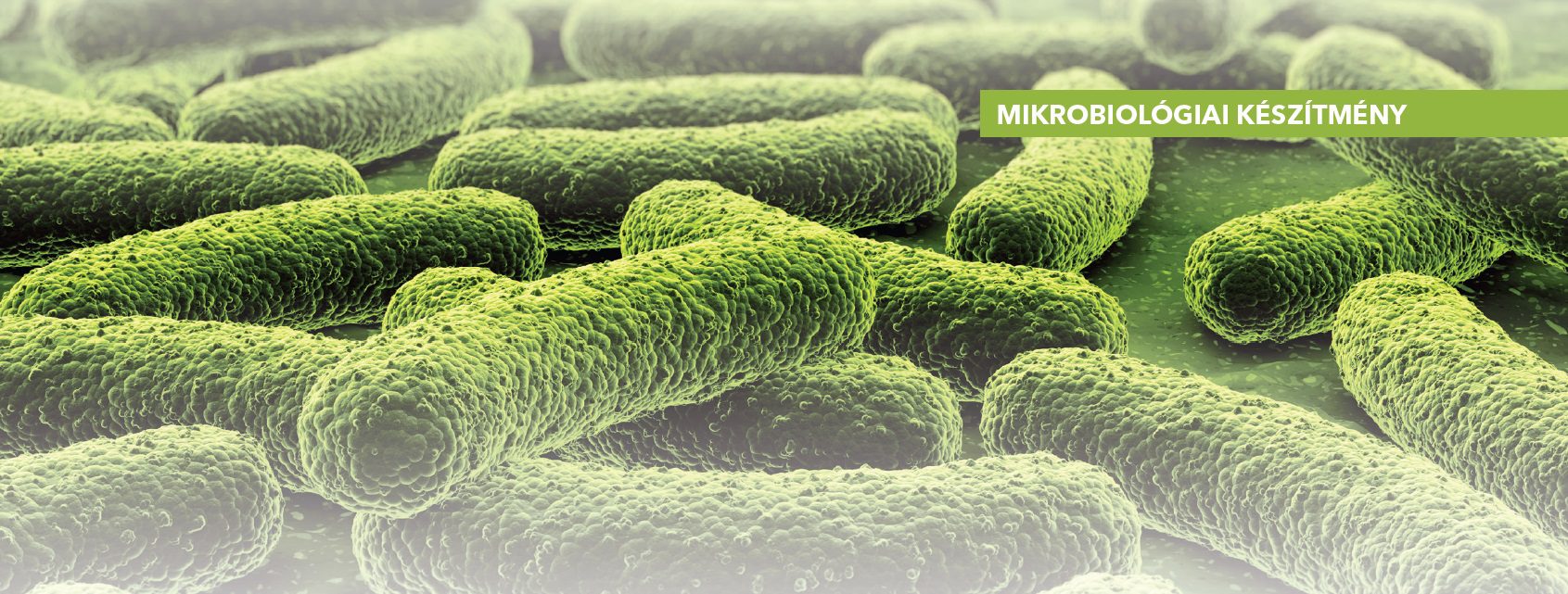 Mikrobiológiai termékek a termésmennyiség-növelésért