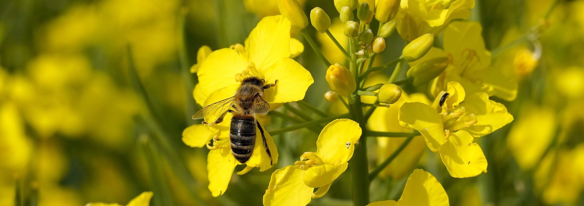 A repce ára is összeomlás előtt áll?
