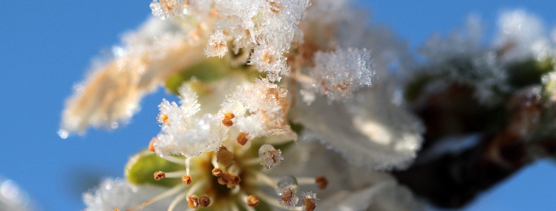 Már egy mínusz 2 fokos fagy is komoly károkat okozhat