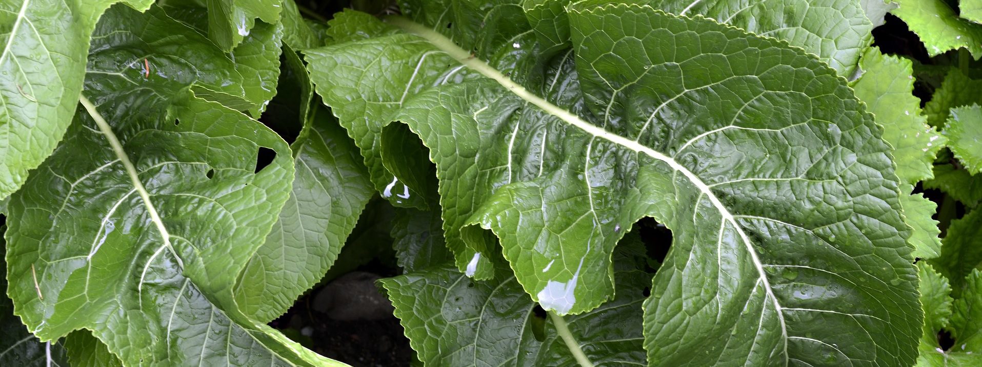 Termesszünk tormát – de vigyázzunk, hajlamos a burjánzásra!