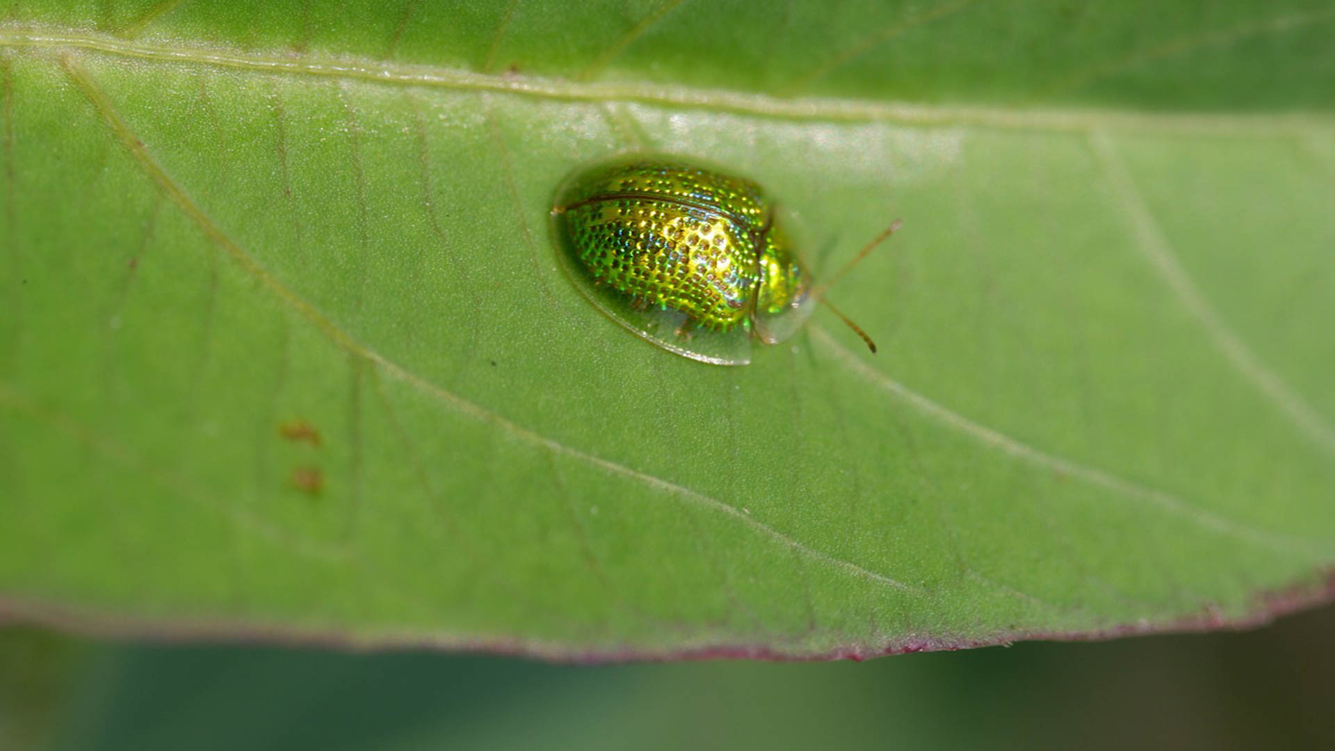 A 15 legszebb rovar a világon – nemzeti AGRO