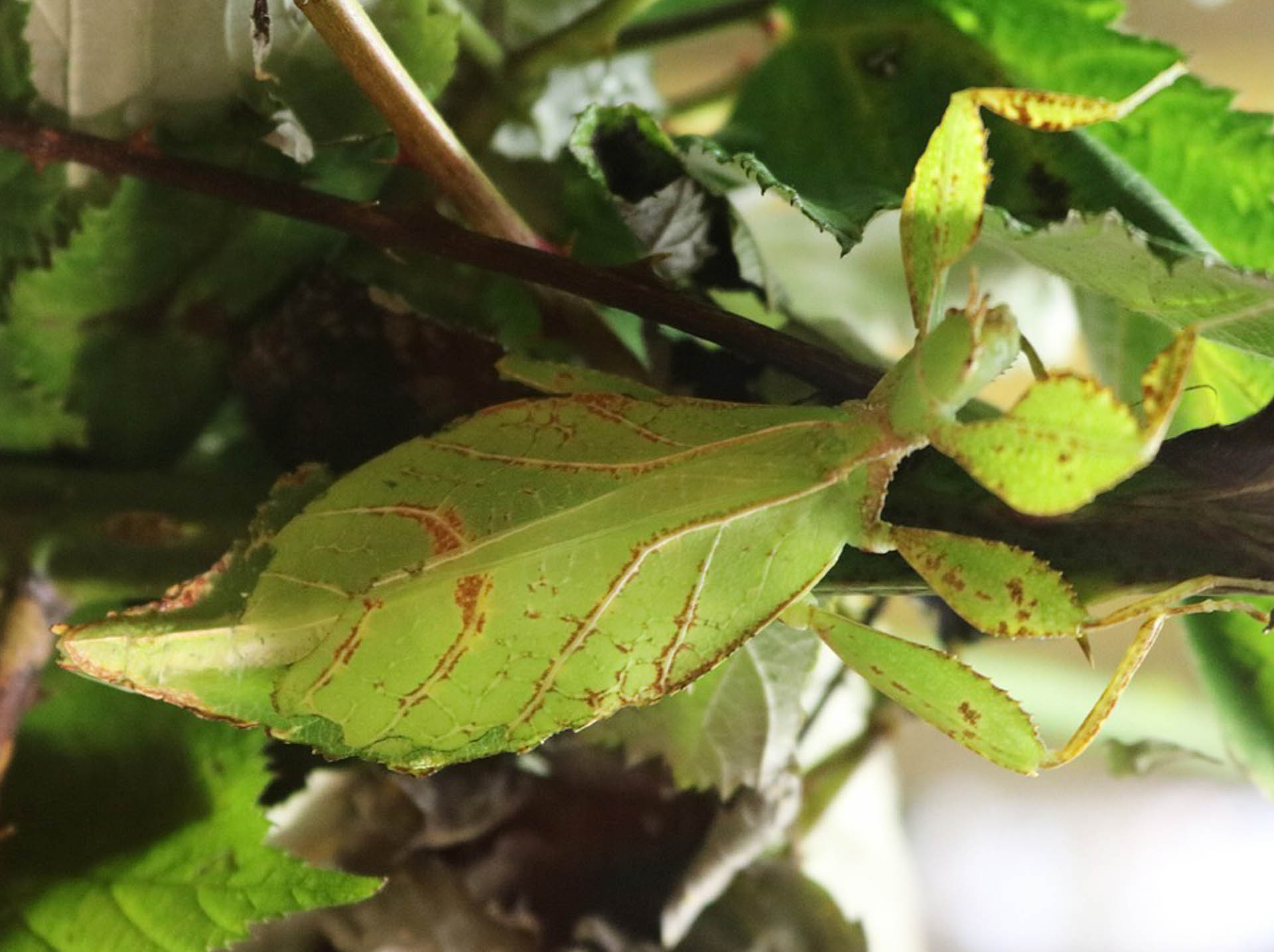 A 15 legszebb rovar a világon