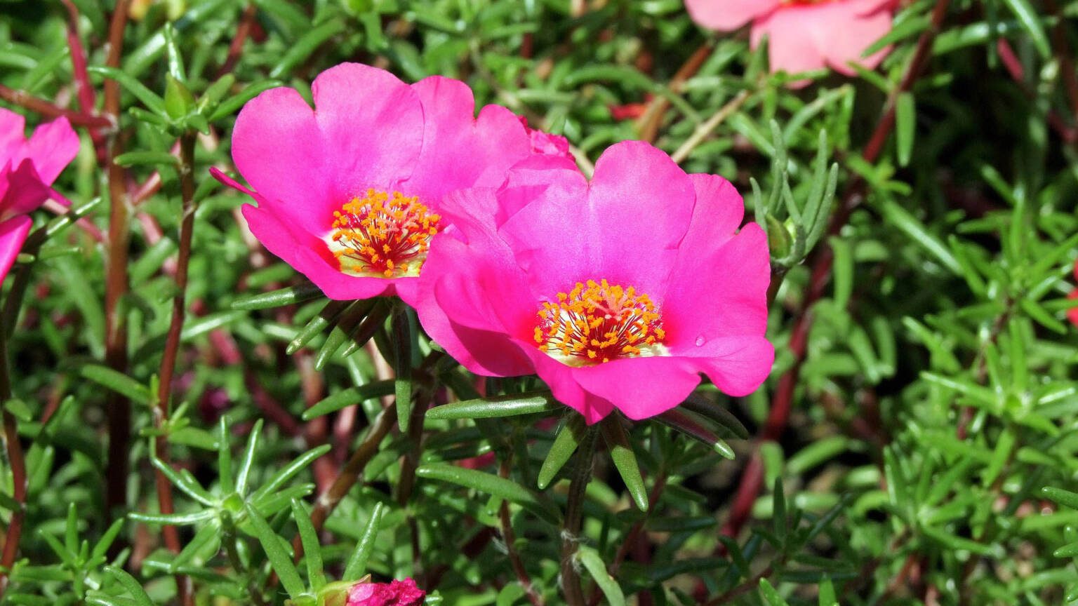 Kukacvirág: 18 váratlan tény róla