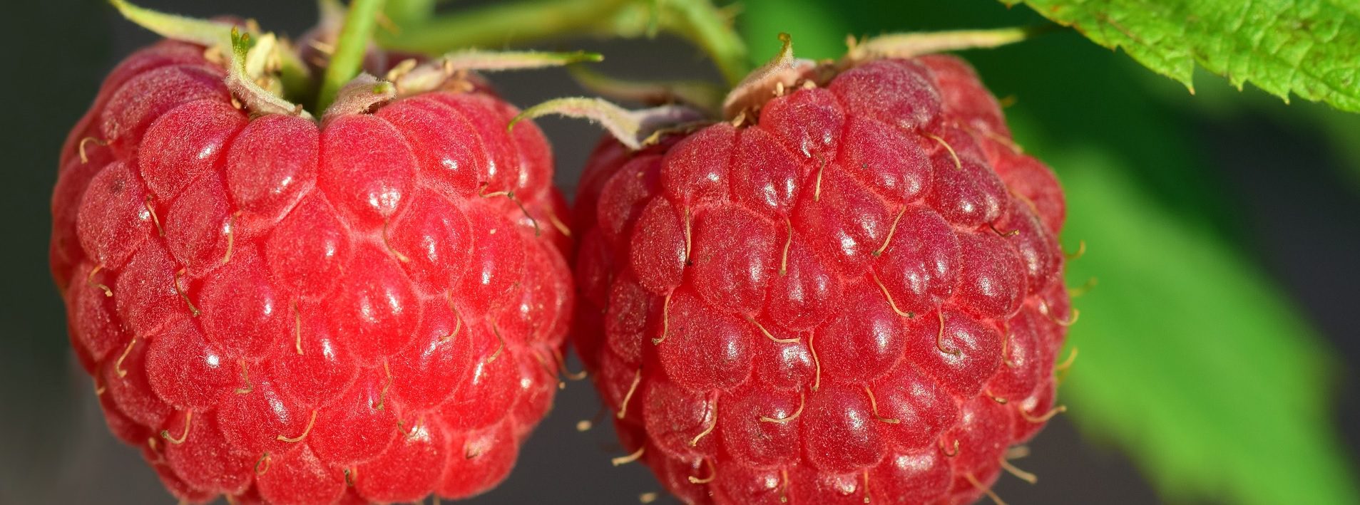 A pettyesszárnyú muslica károsításának megelőzése