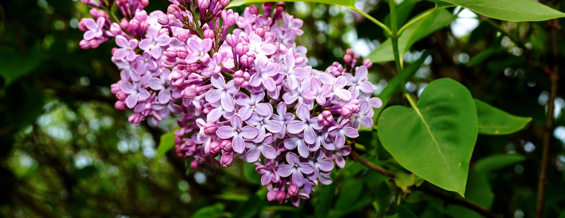 Orgona metszése: Így fiatalíthatjuk a bokrunkat