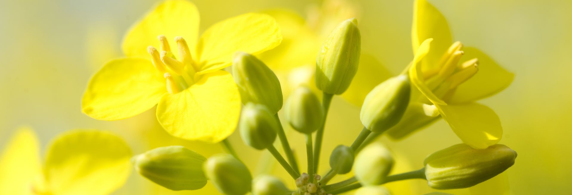 A virágzat védelmével a termésveszteség ellen