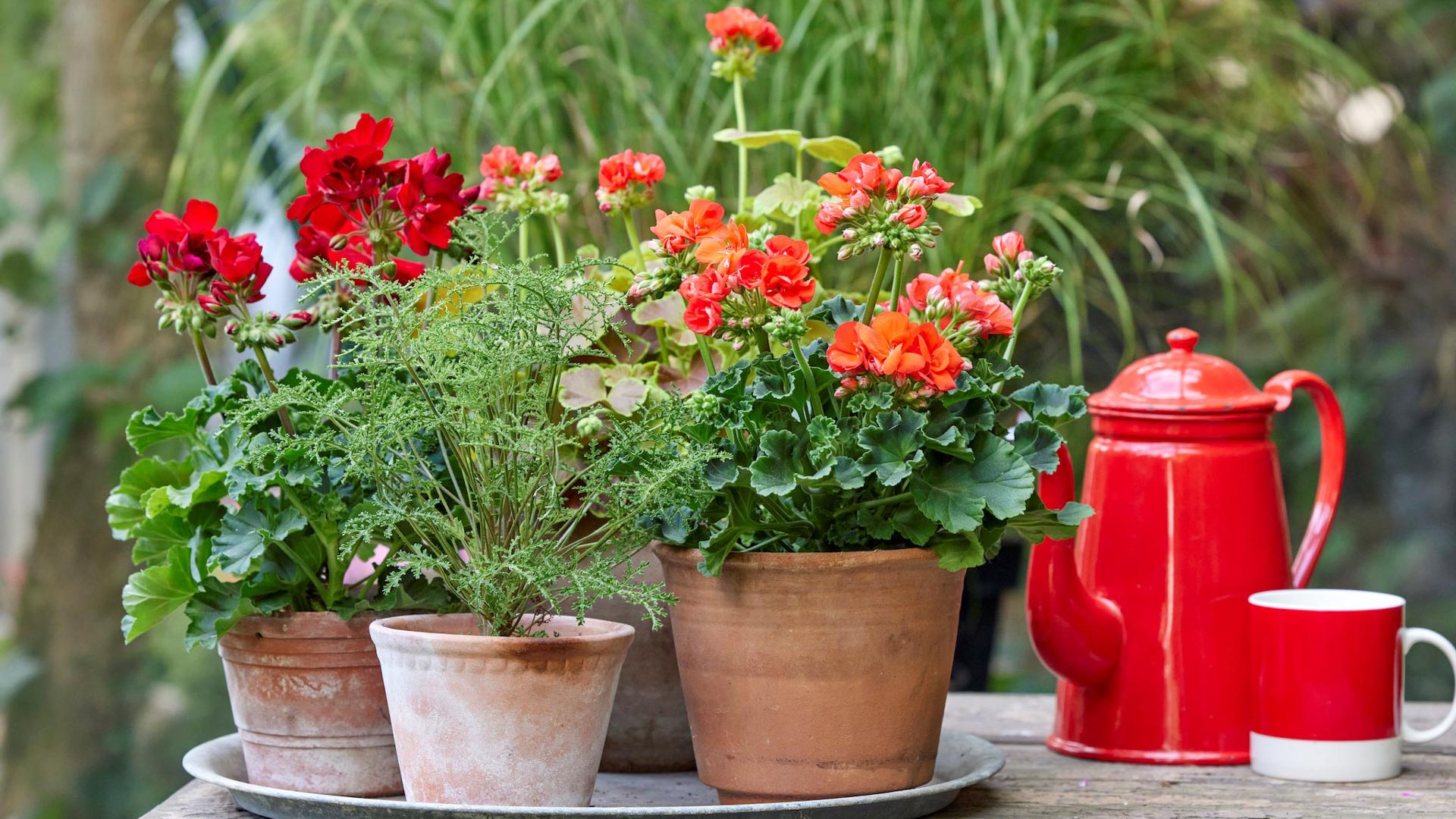 A muskátli négy legfőbb ellensége