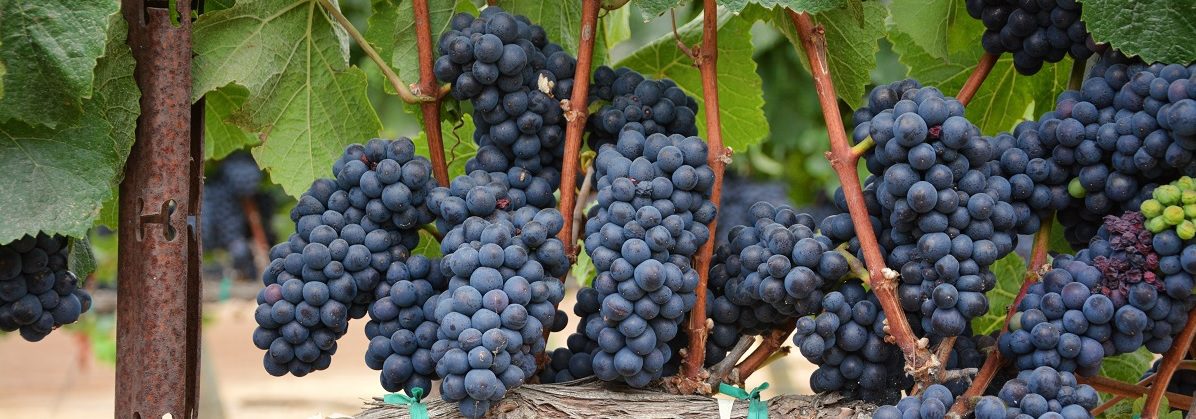 Mediterrán ciklonok is hozzák a rezisztens spórákat