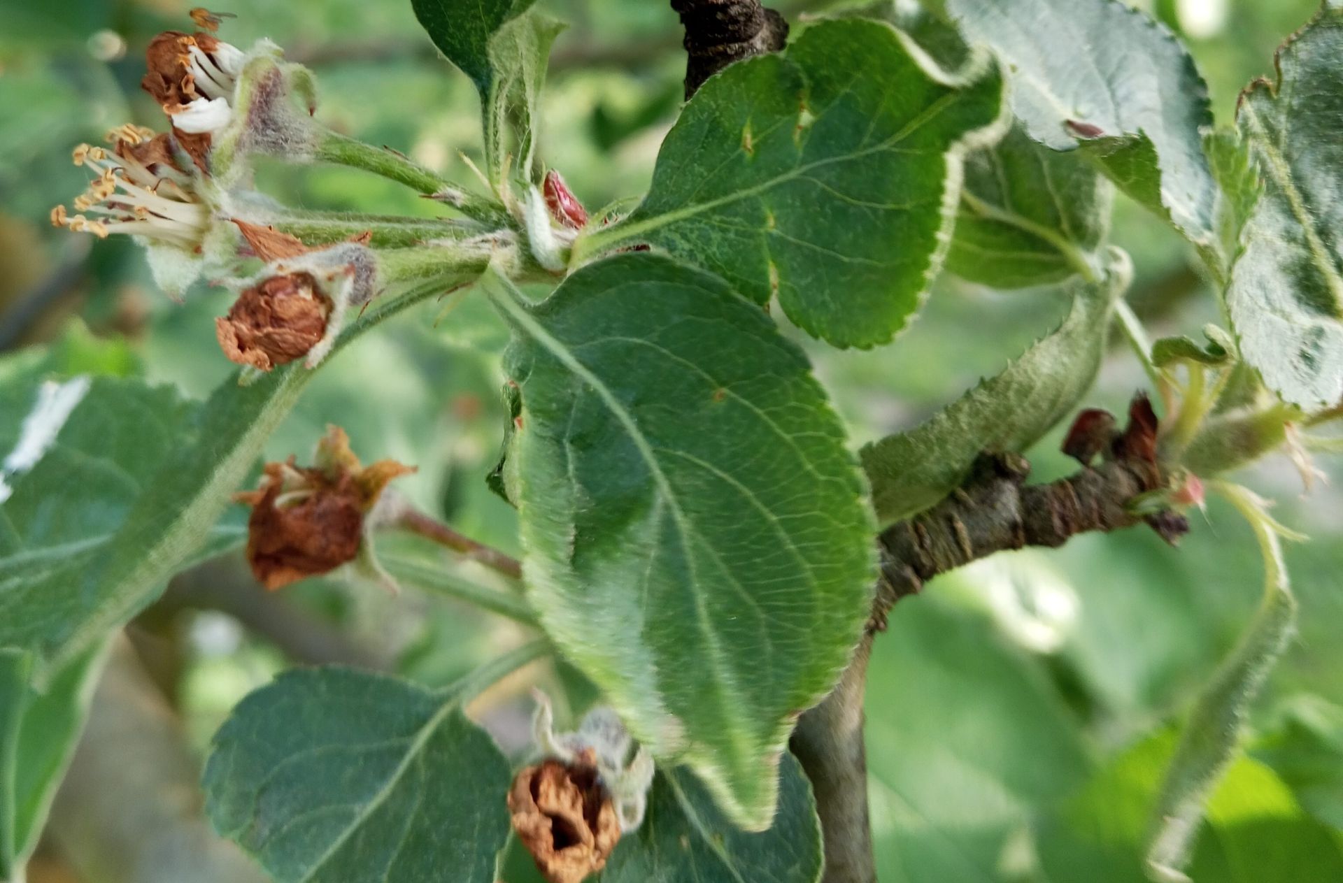 Miért száradt el és hullott le az összes virág az almafáról?