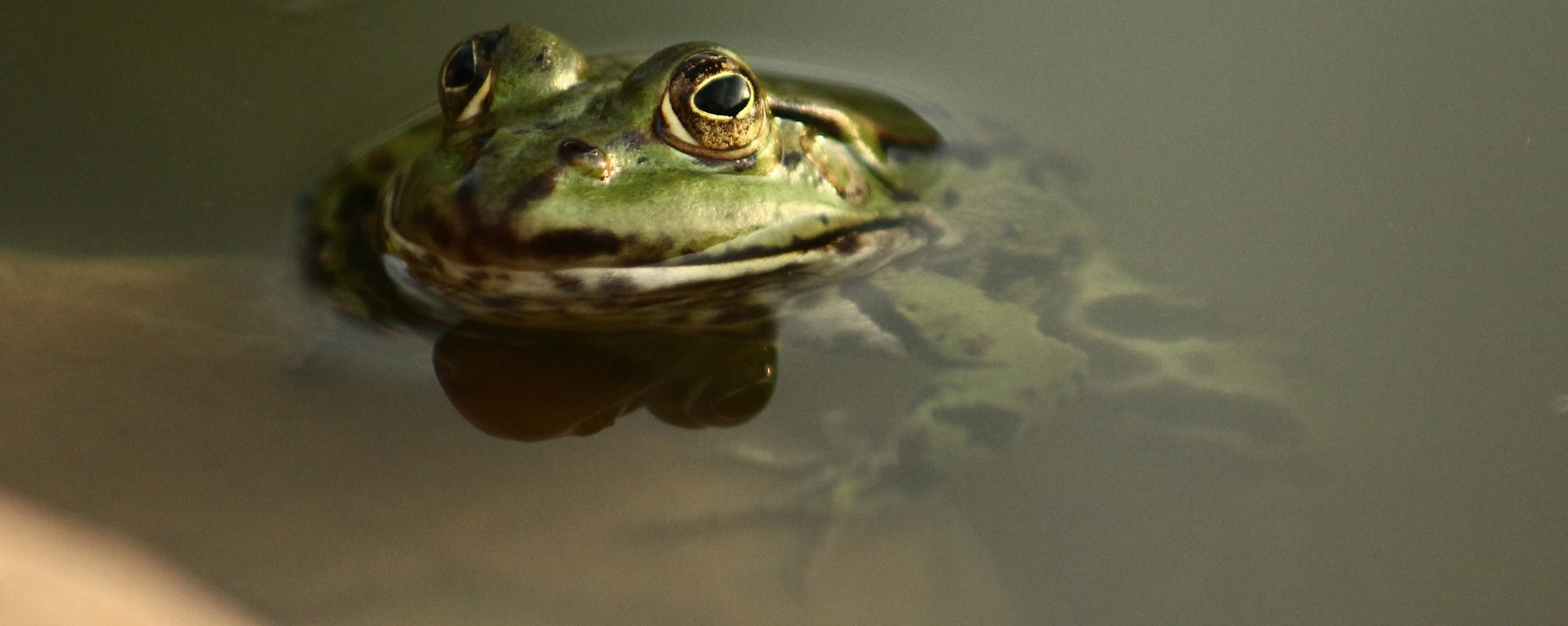 Hogyan szabaduljunk meg a békáktól a kertben?
