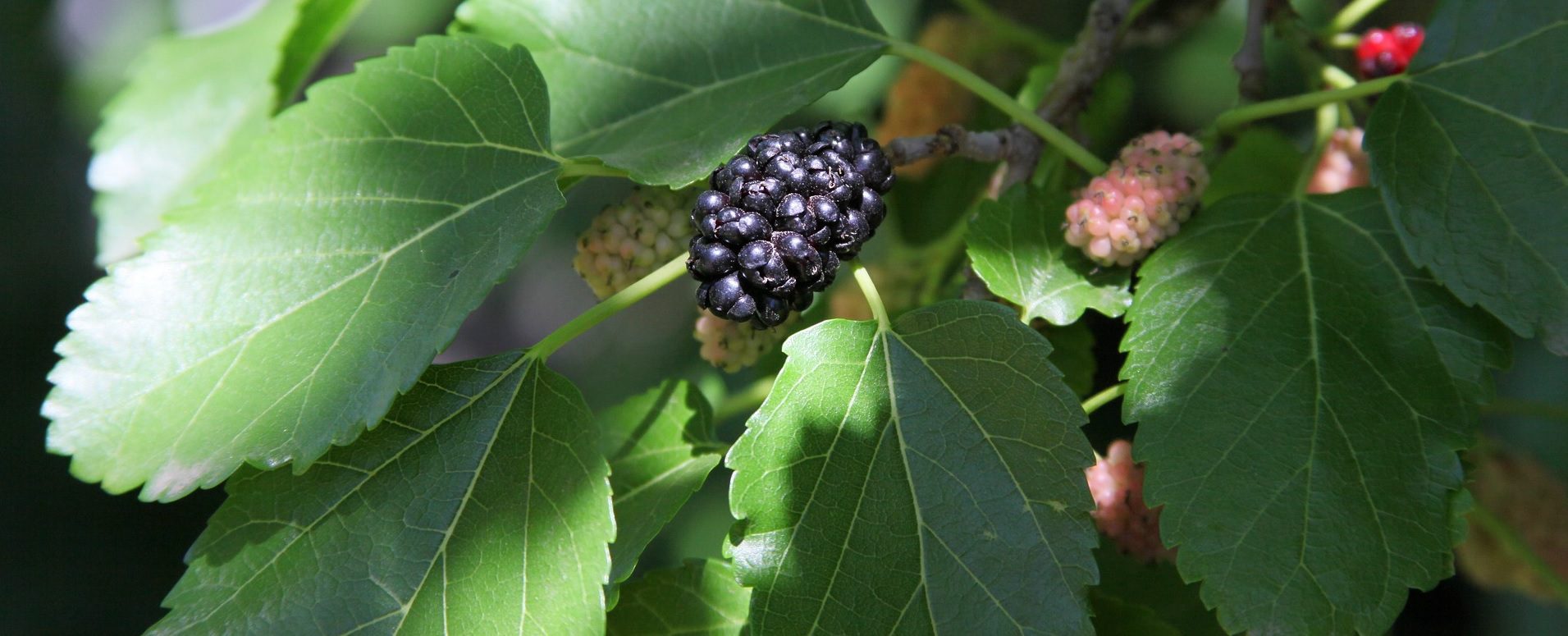 Faeper vagy Faszeder? Most akkor hogy is van ez?