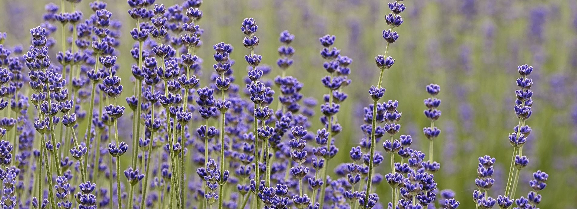 Levendula ültetése és ápolása kiskertben