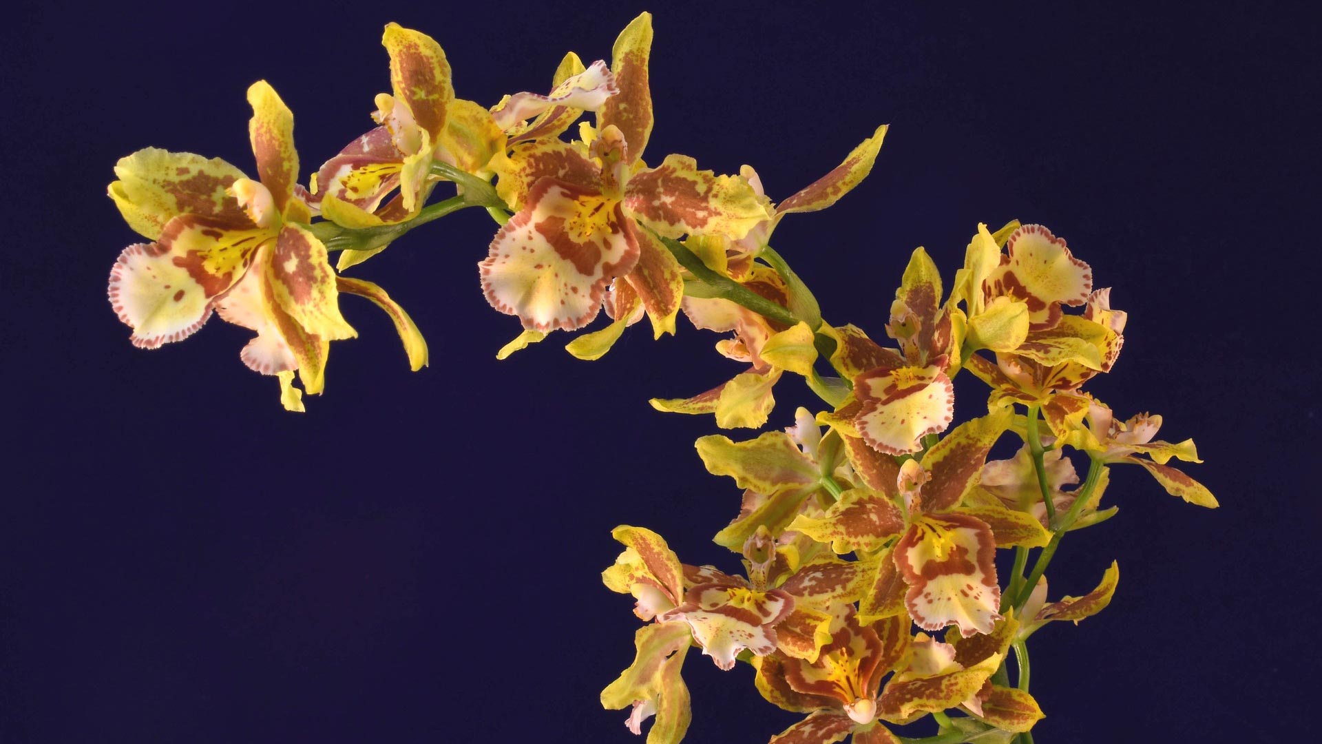 Nem bonyolult az orchidea gondozása