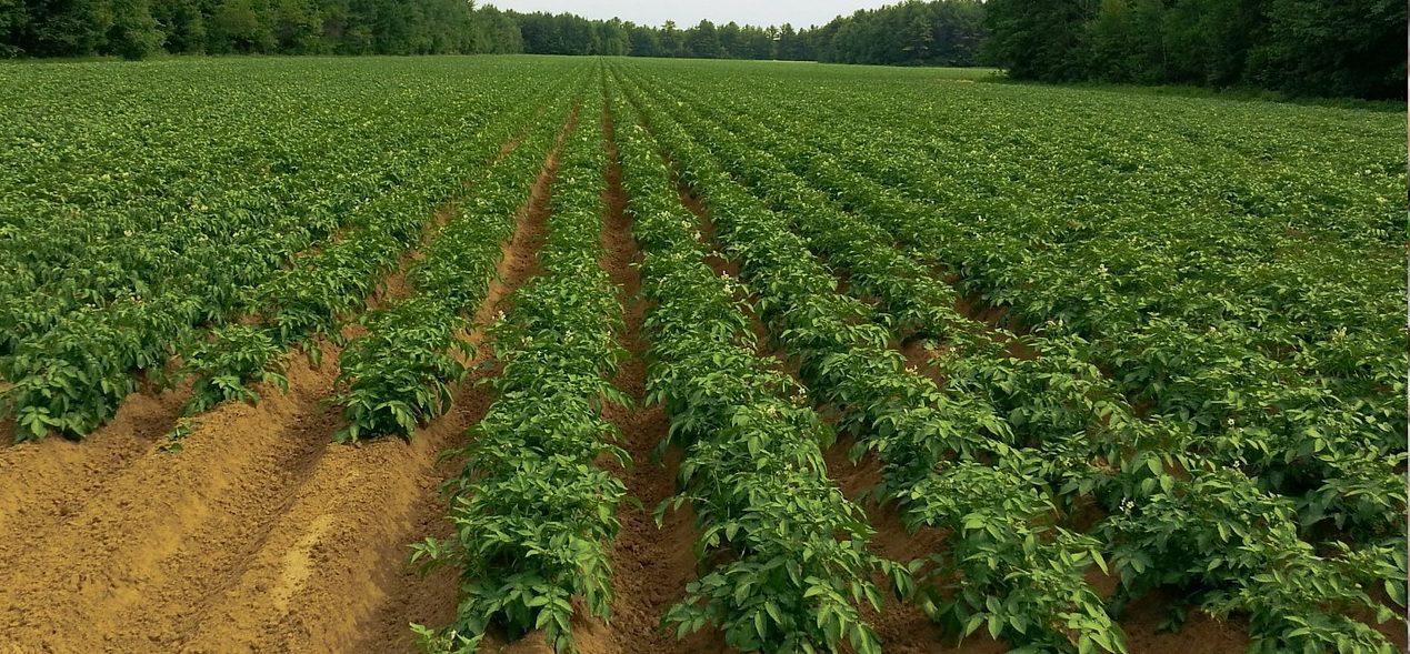 Ideális növények homokos talajra