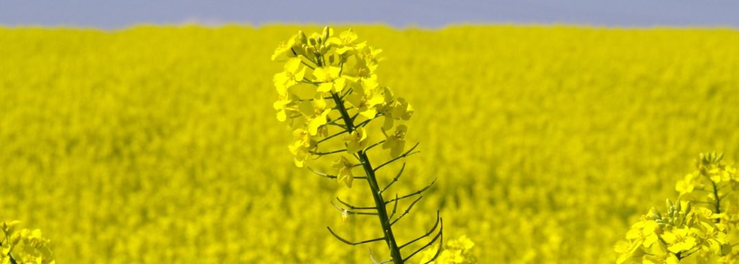 Megelőző növényvédelem a magyar repcetermesztés sikeréért