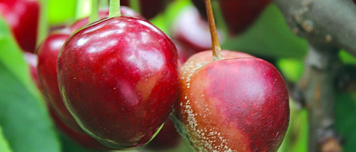 Reped és rothad a cseresznye és a meggy
