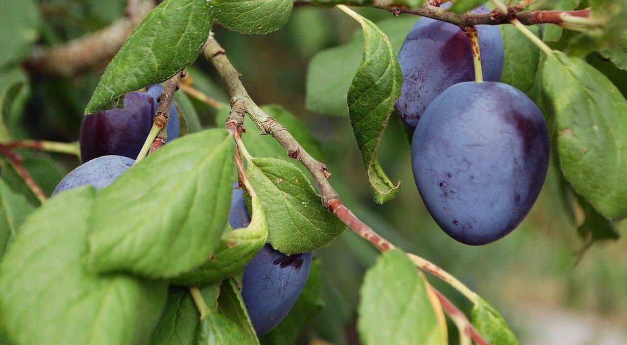 Miért száradnak el sorban a szilvafa alsó ágai?