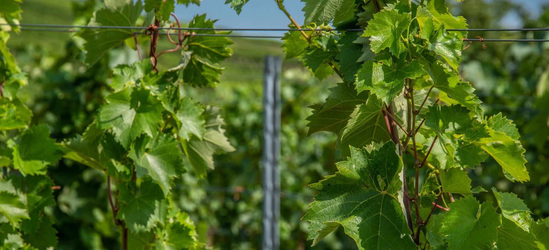 Flumite® 200 – a széles hatásspektrumú atkaölő szer