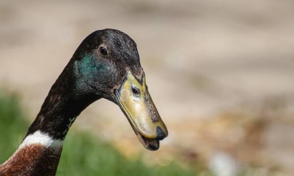 Indiai futókacsa: Minden amit tudni érdemes