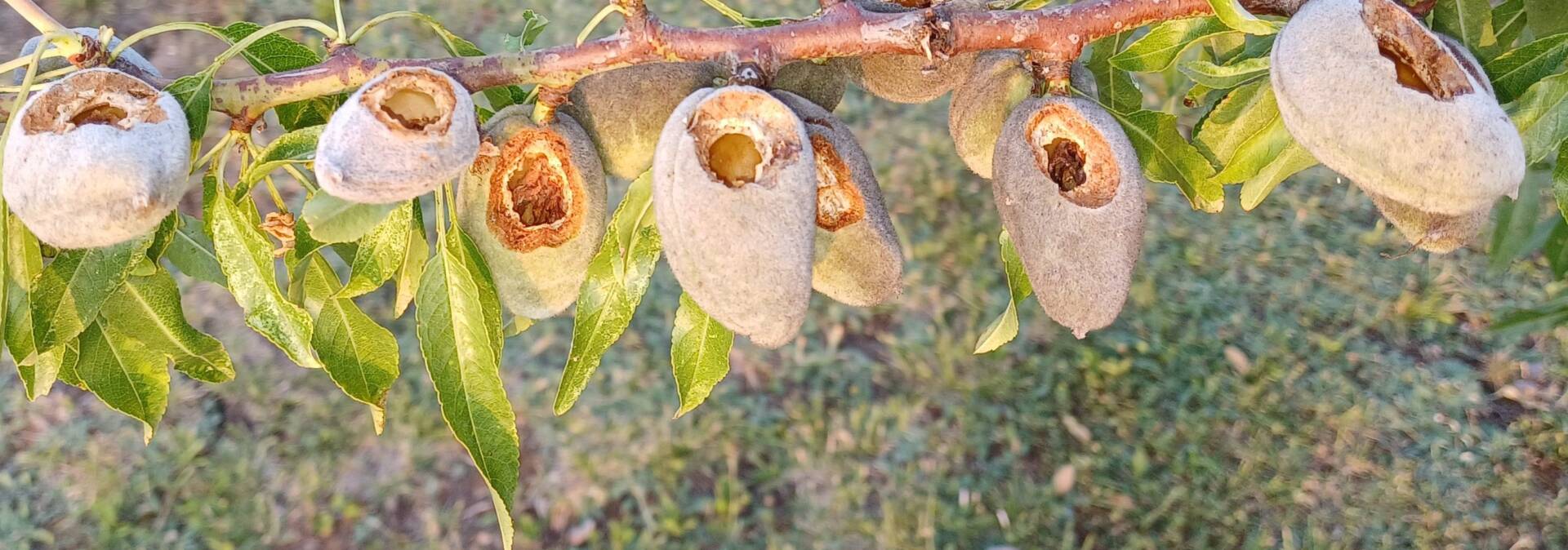 Ginzeng Európában? – nemzeti AGRO