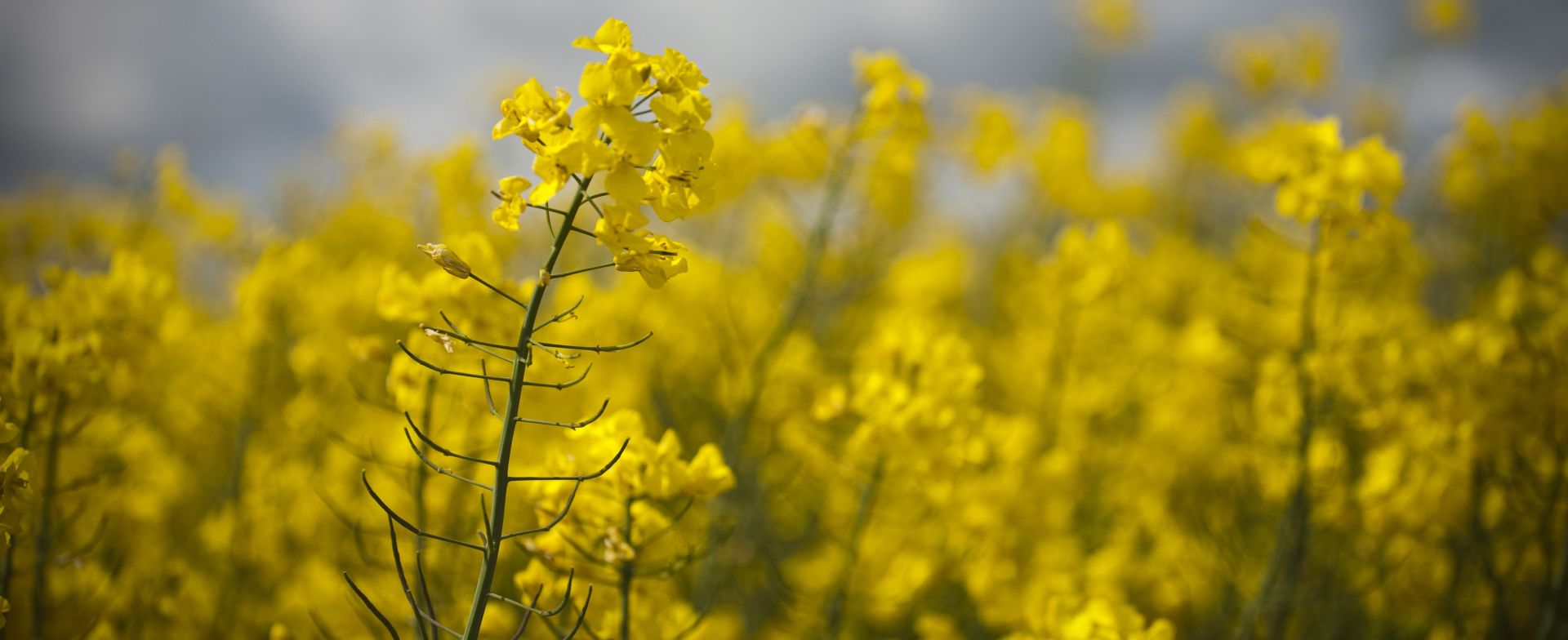 Több újdonságot is tartogat az idei DEKALB repce portfólió