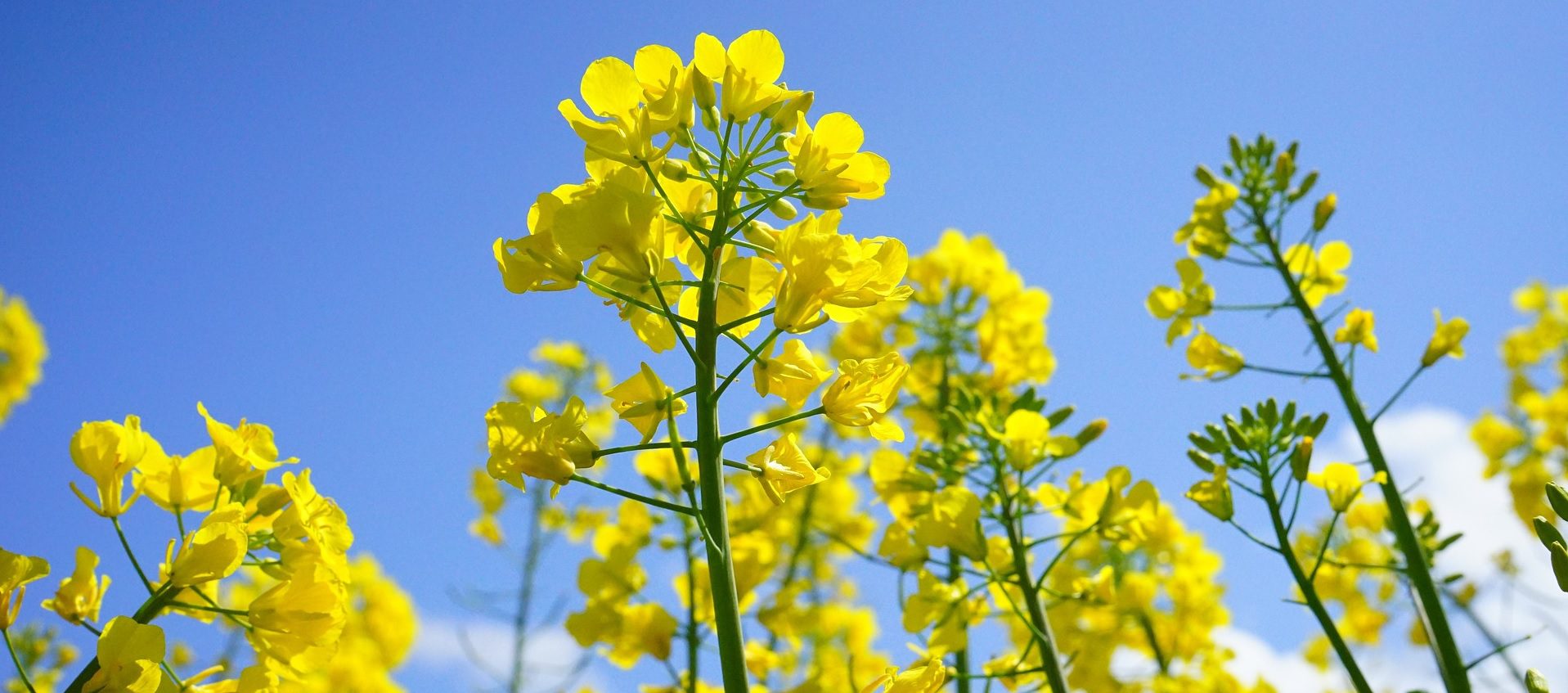 Hetekkel korábban virágzott a repce, hamarabb kezdődhet a vetés