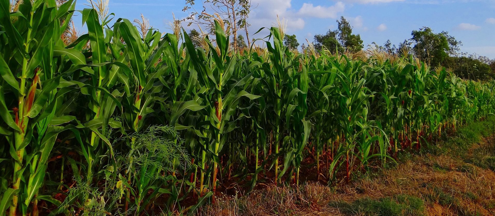Oda az ukrán kukorica harmada, Romániában is nagy a kár