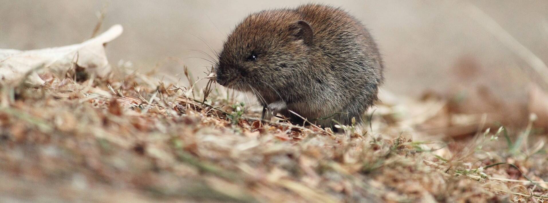 Milyen károkat okoz a mezei pocok?