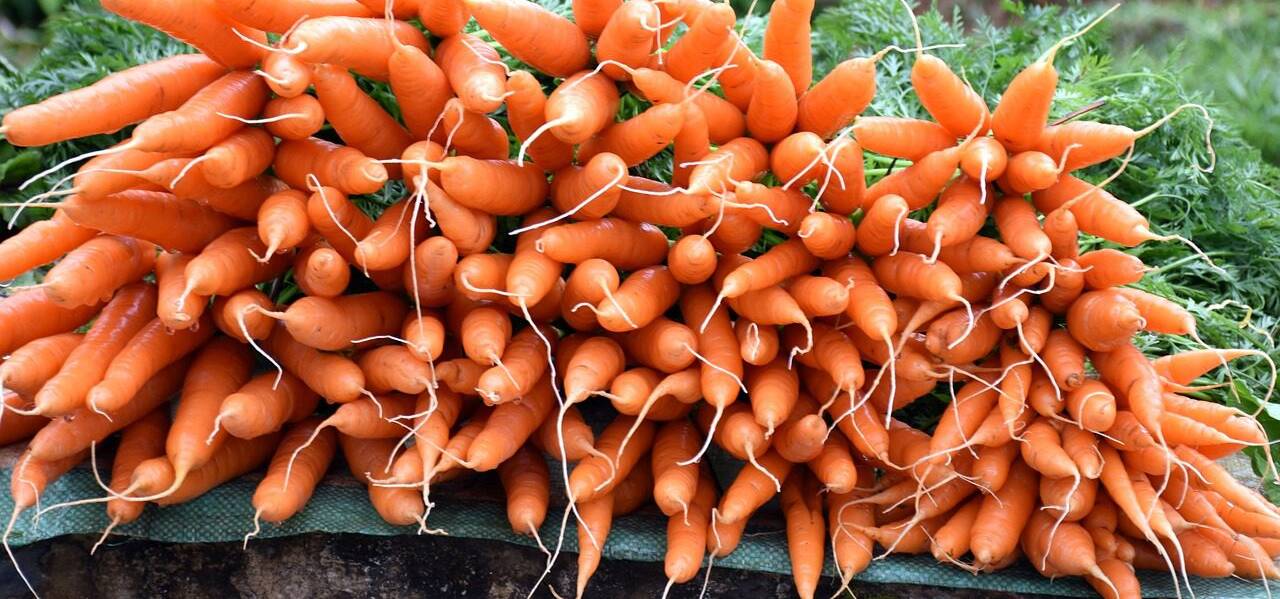 Megelőzhető a sárgarépa répatestének elágazása?