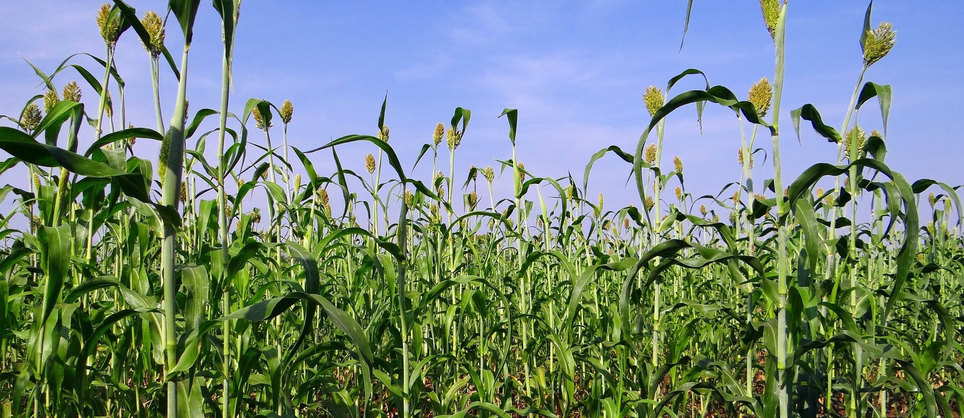 A cirok egyre vonzóbb alternatíva Magyarországon is