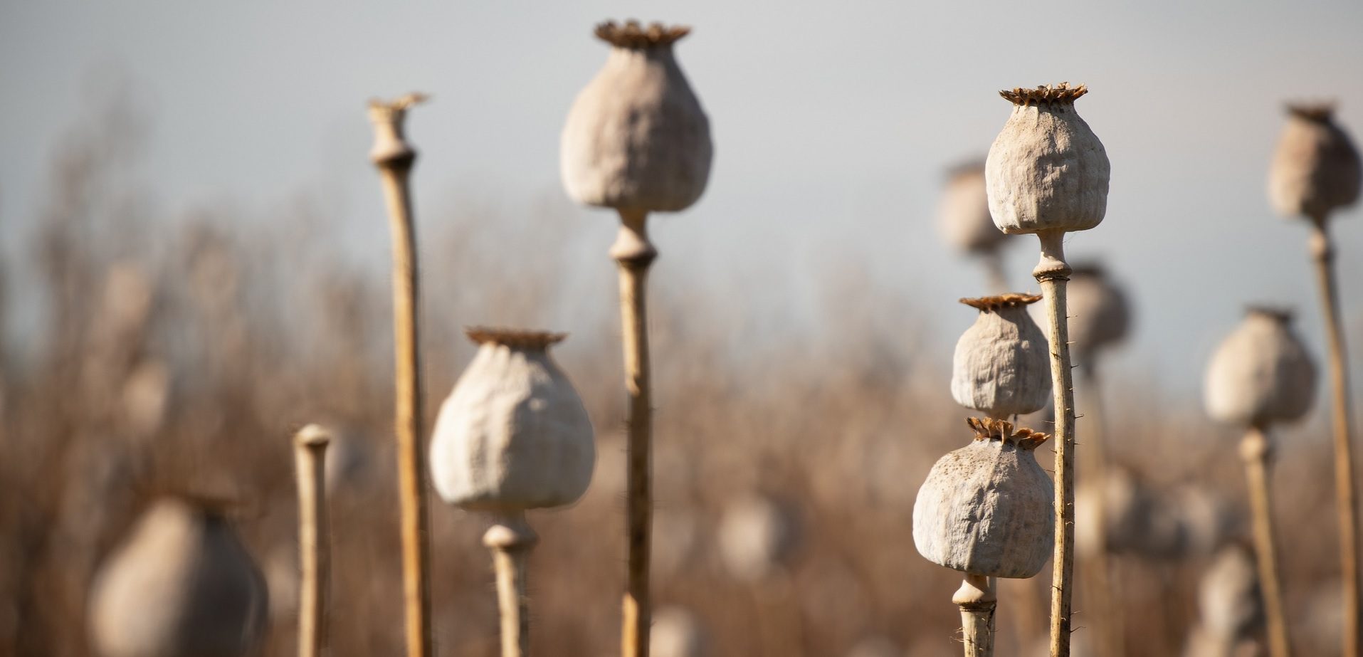 A mákfogyasztás teljesen biztonságos?