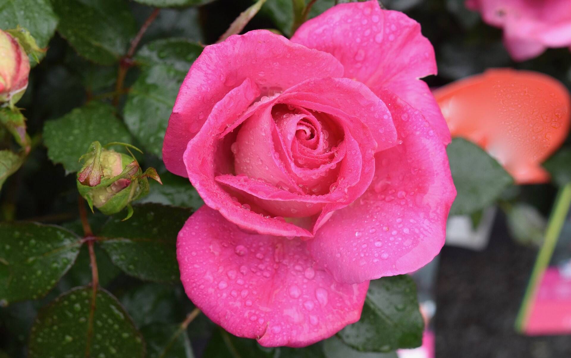 Hogyan gondoskodjunk a rózsa tápanyag-utánpótlásáról ősszel?