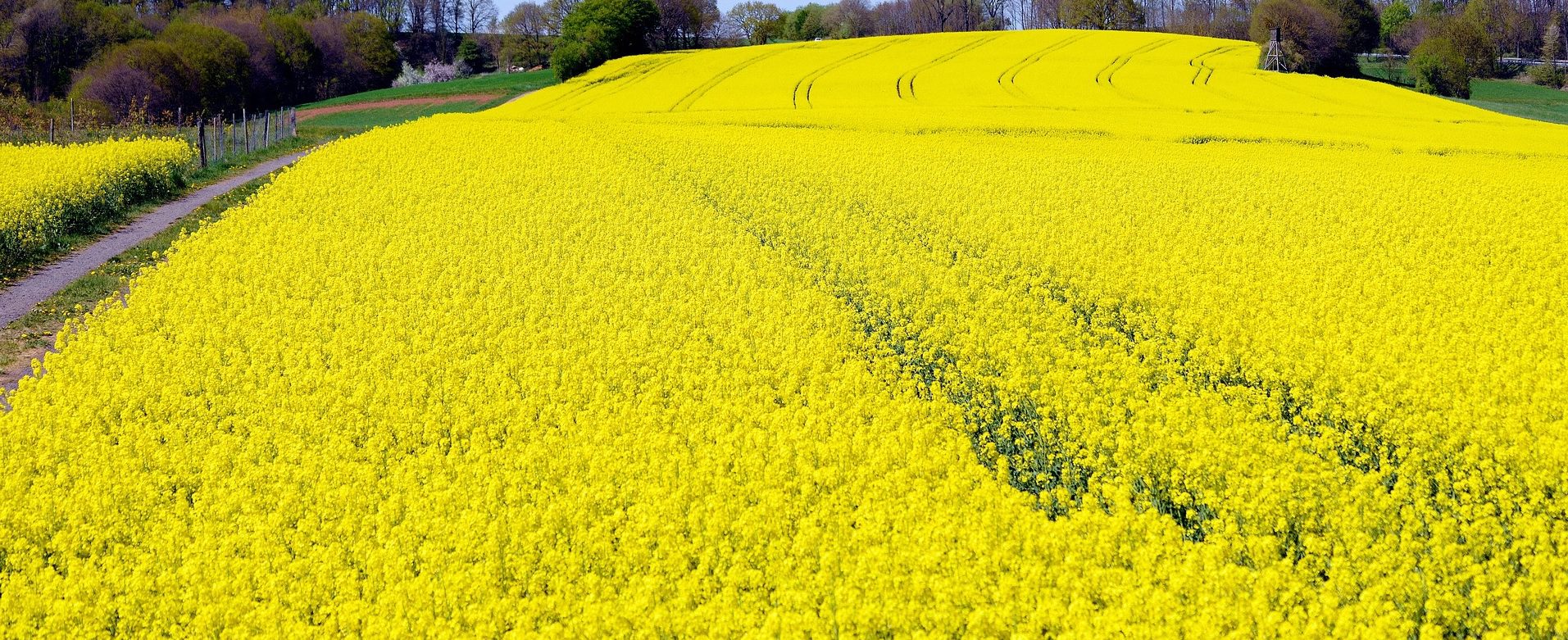 Szabadesésben a repce ára