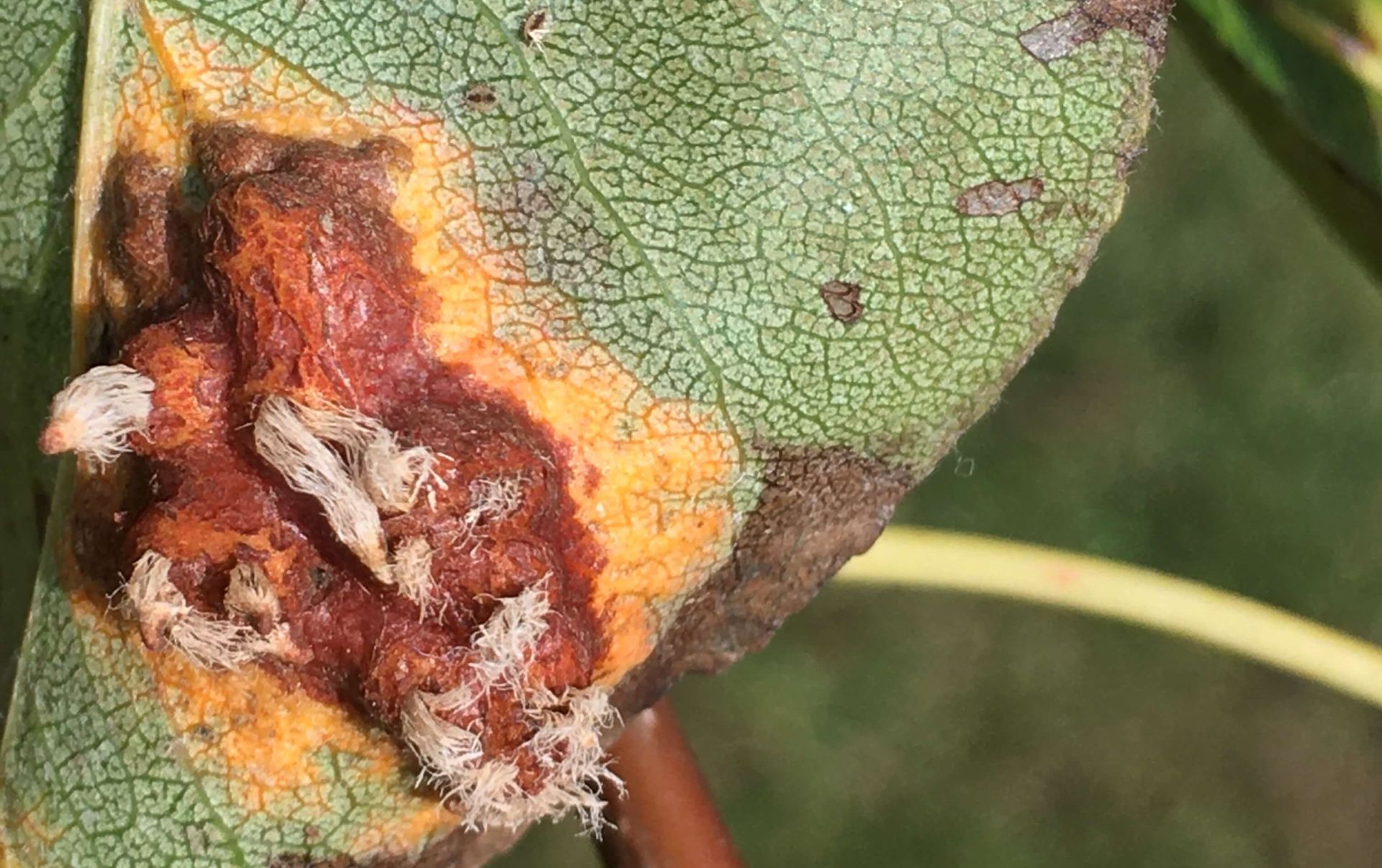 Betehetjük a komposztba a körtefa beteg leveleit?