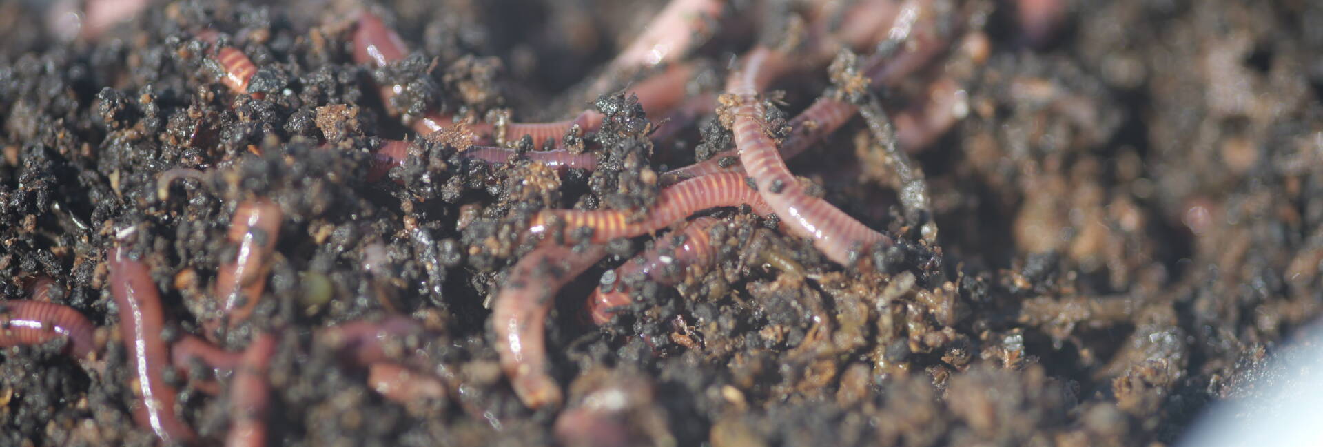 Giliszta a komposztálás szolgálatában