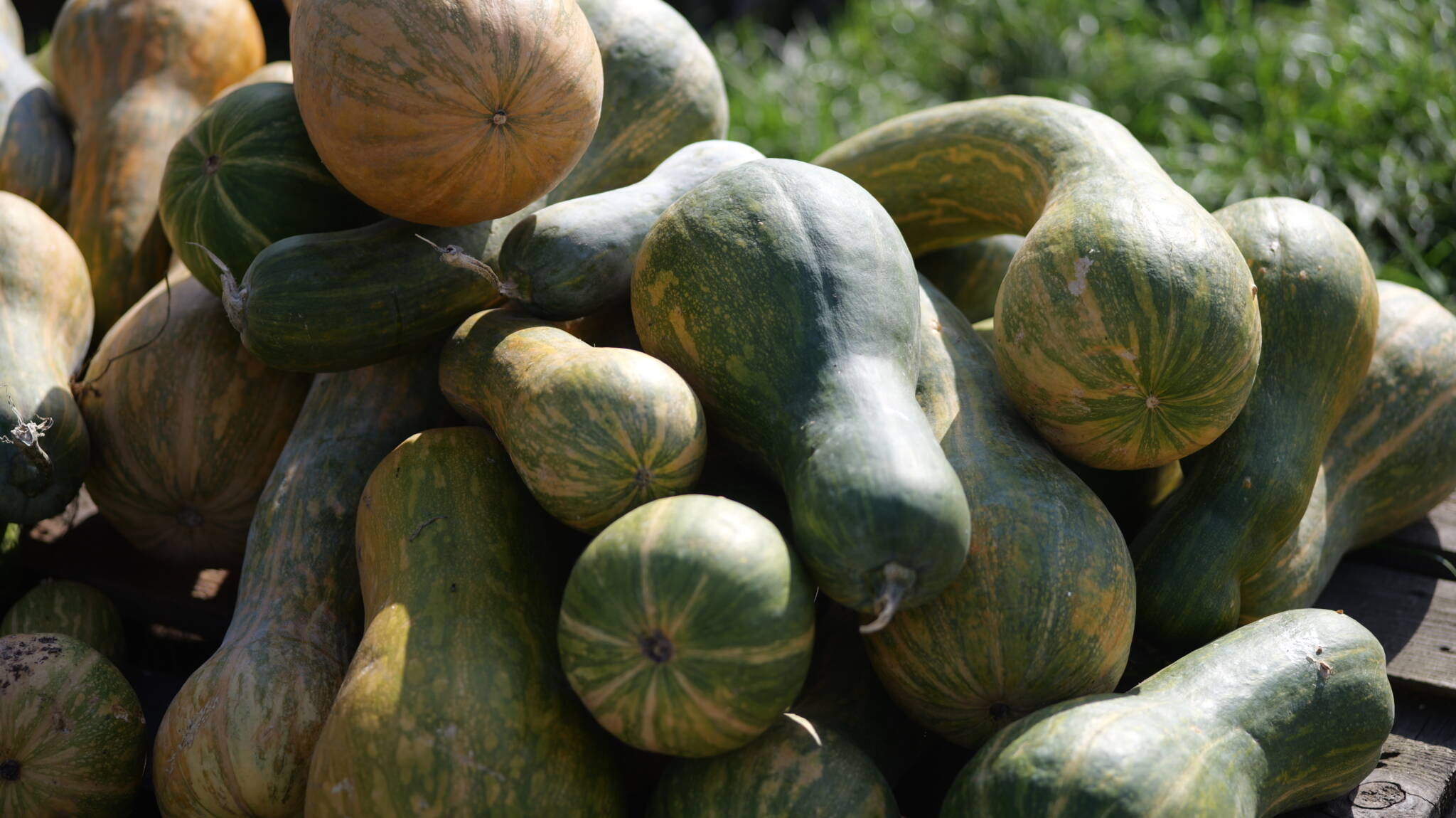 Giliszta a komposztálás szolgálatában