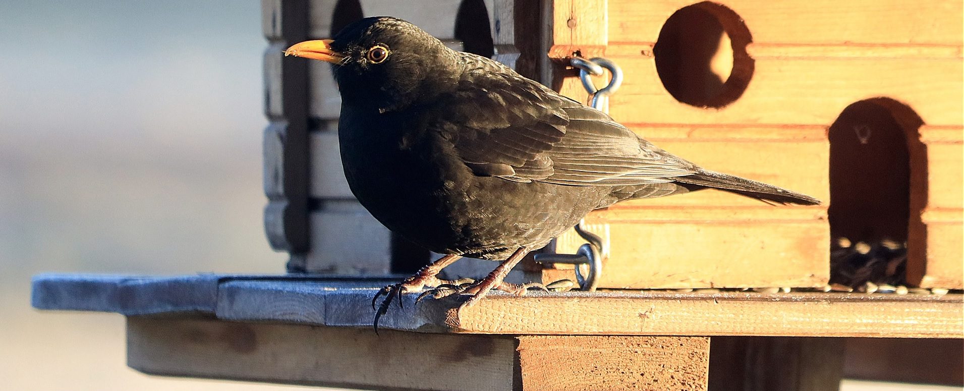 Mikor indul a „hivatalos” madáretetési szezon?