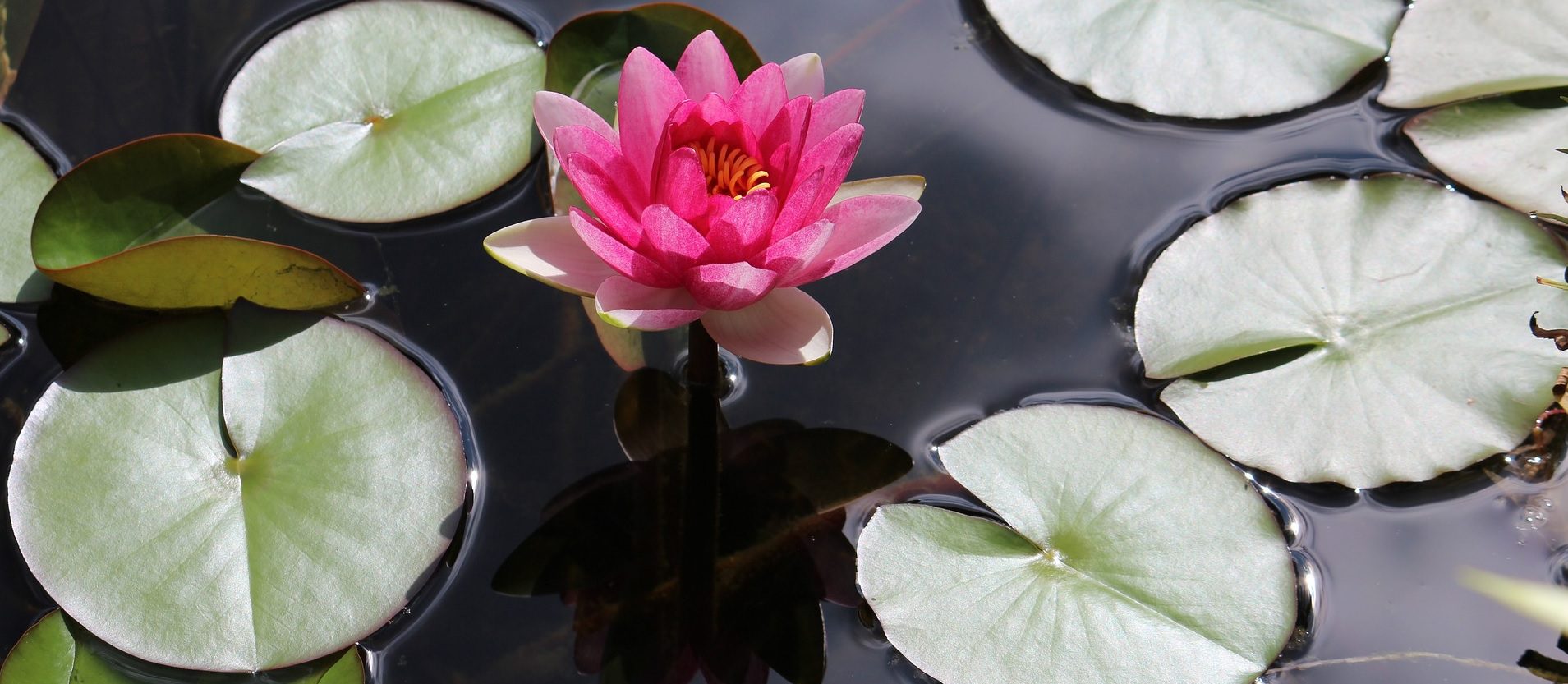 A kerti tó felkészítése a téli hónapokra