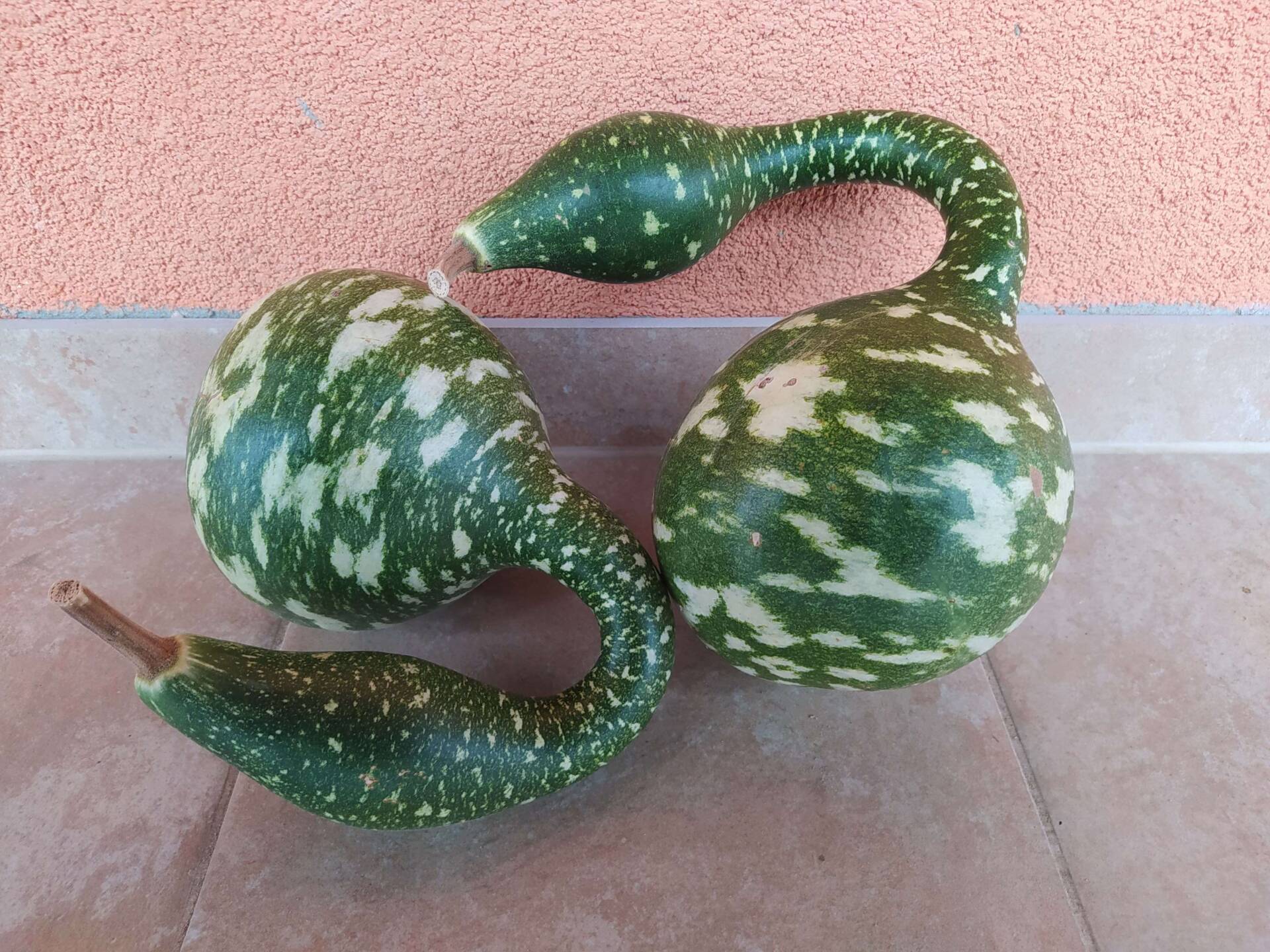 A lopótök, a laskatök és a luffatök - tökfélék mindenhol