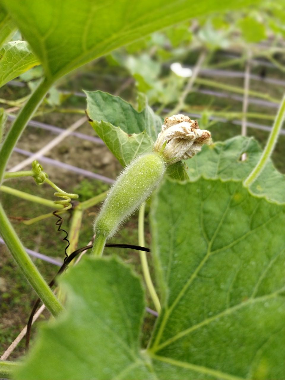 A lopótök, a laskatök és a luffatök - tökfélék mindenhol