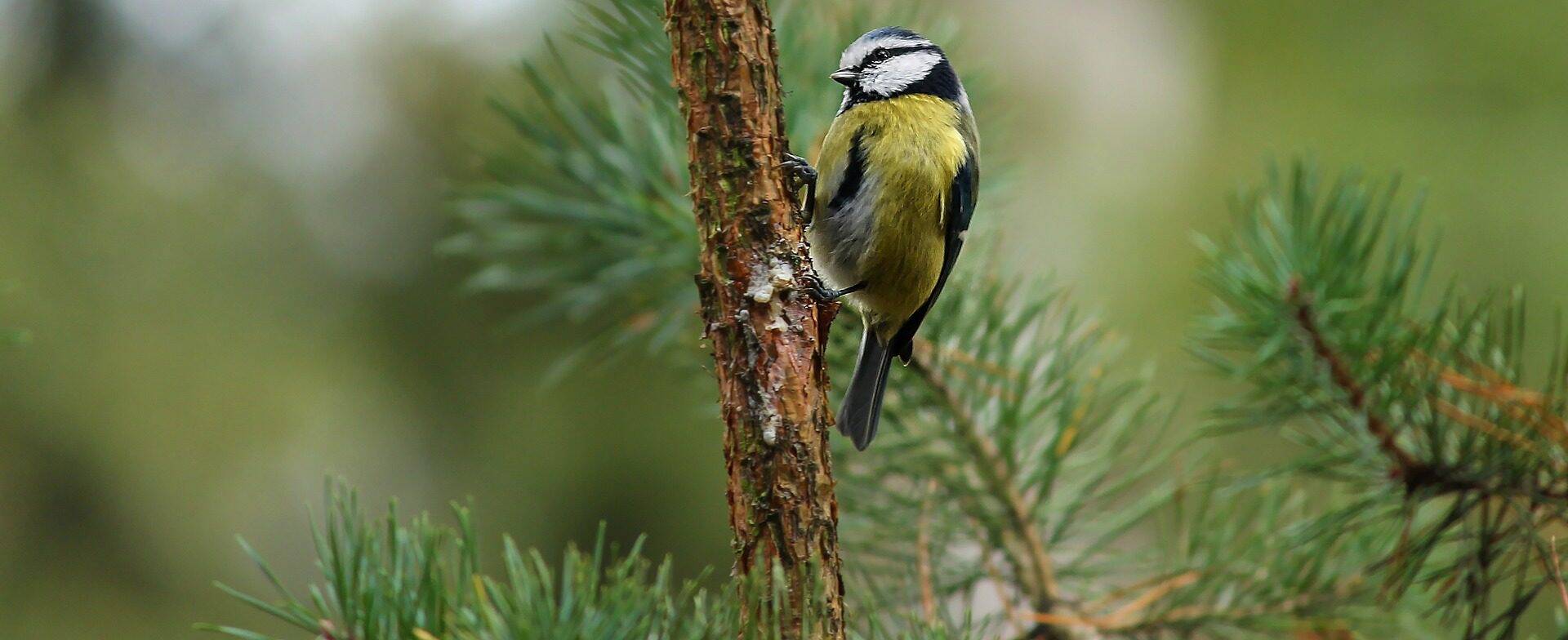 Madáretetési praktikák: nem mindig jó a napraforgó
