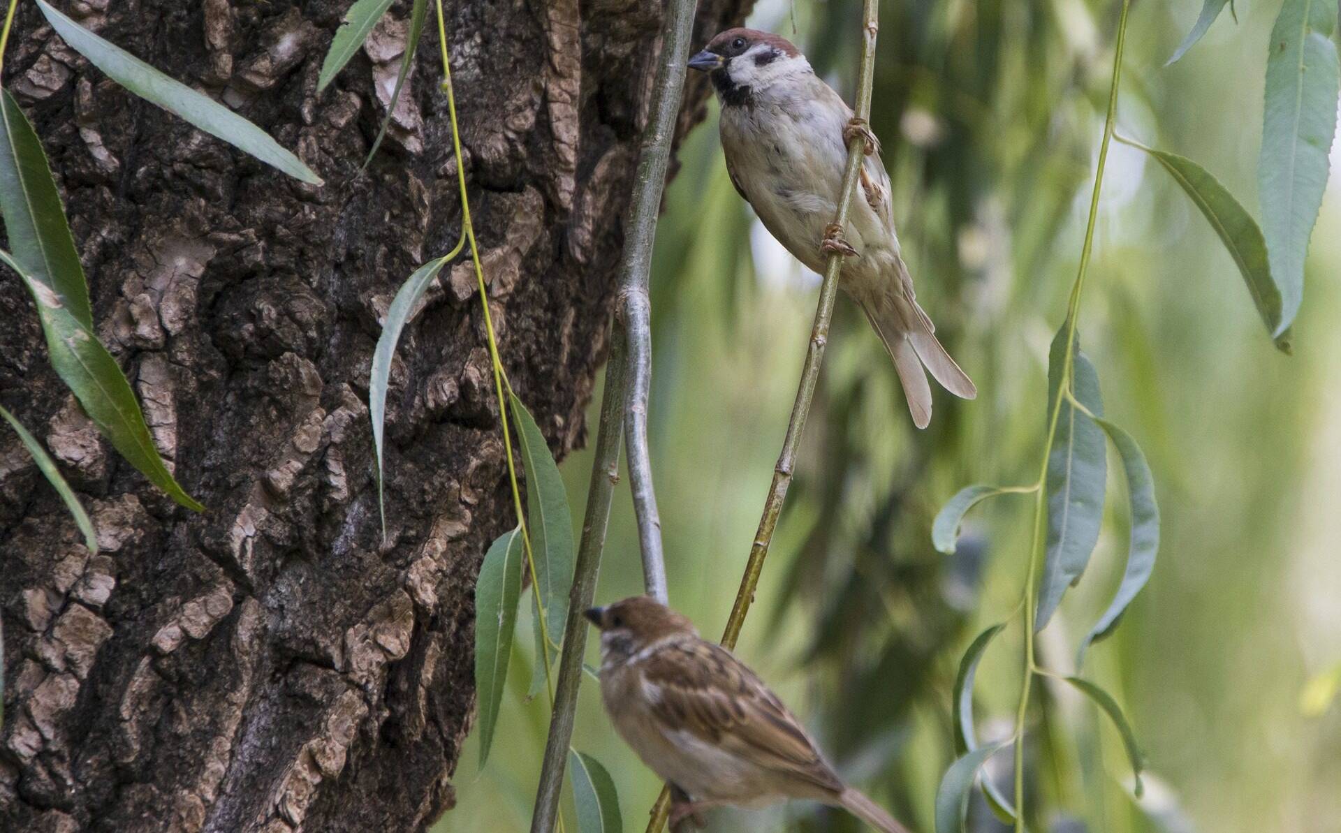 Lombhullató díszfák baktériumos kéregbetegségei