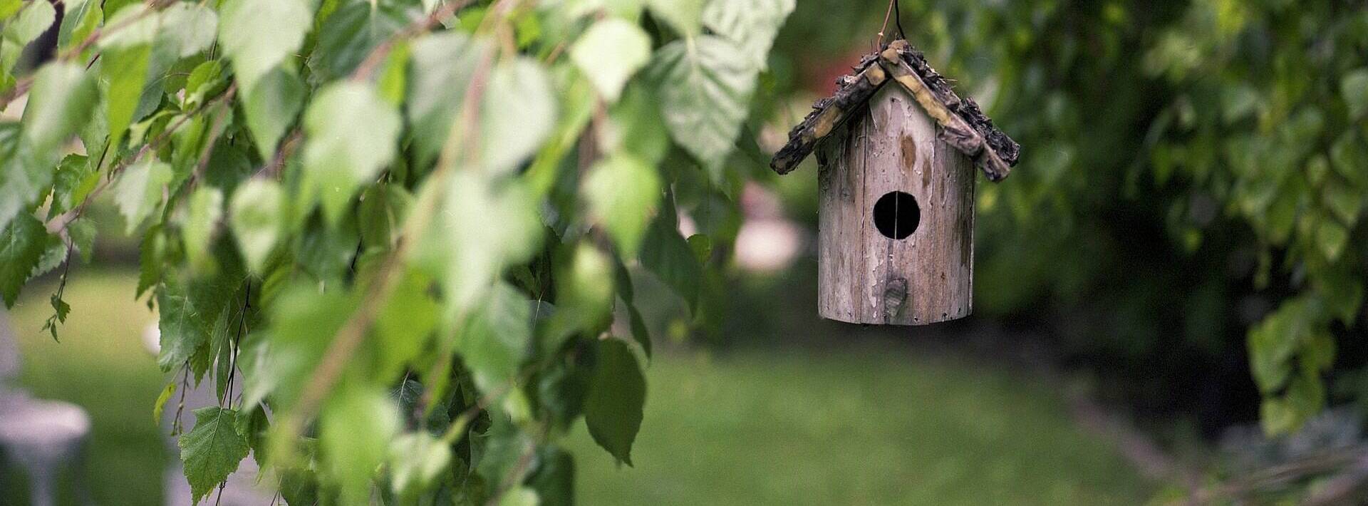 A madárodúk tisztítása: mikor és hogyan végezzük?