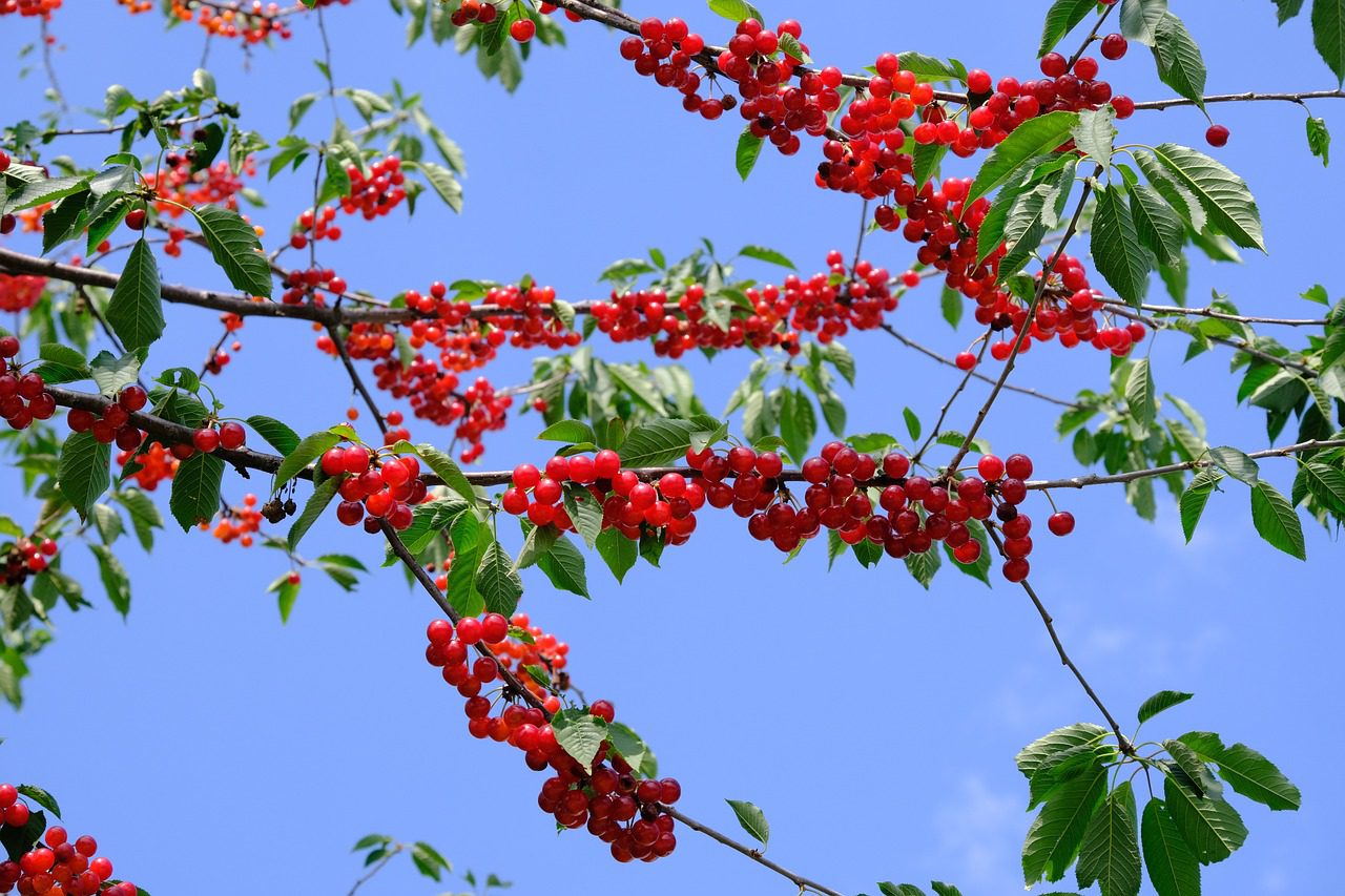 Miért pusztul ki az a meggyfa, ami idén rengeteg termést adott?