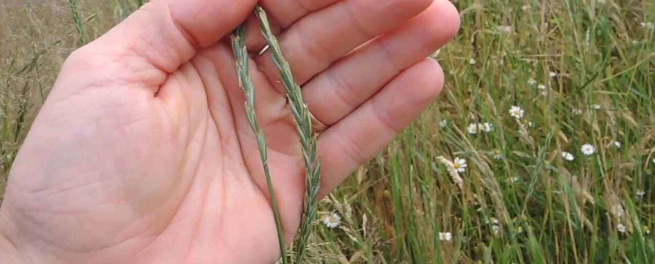 Így tartsuk távol a tarackbúzát a kertünktől!