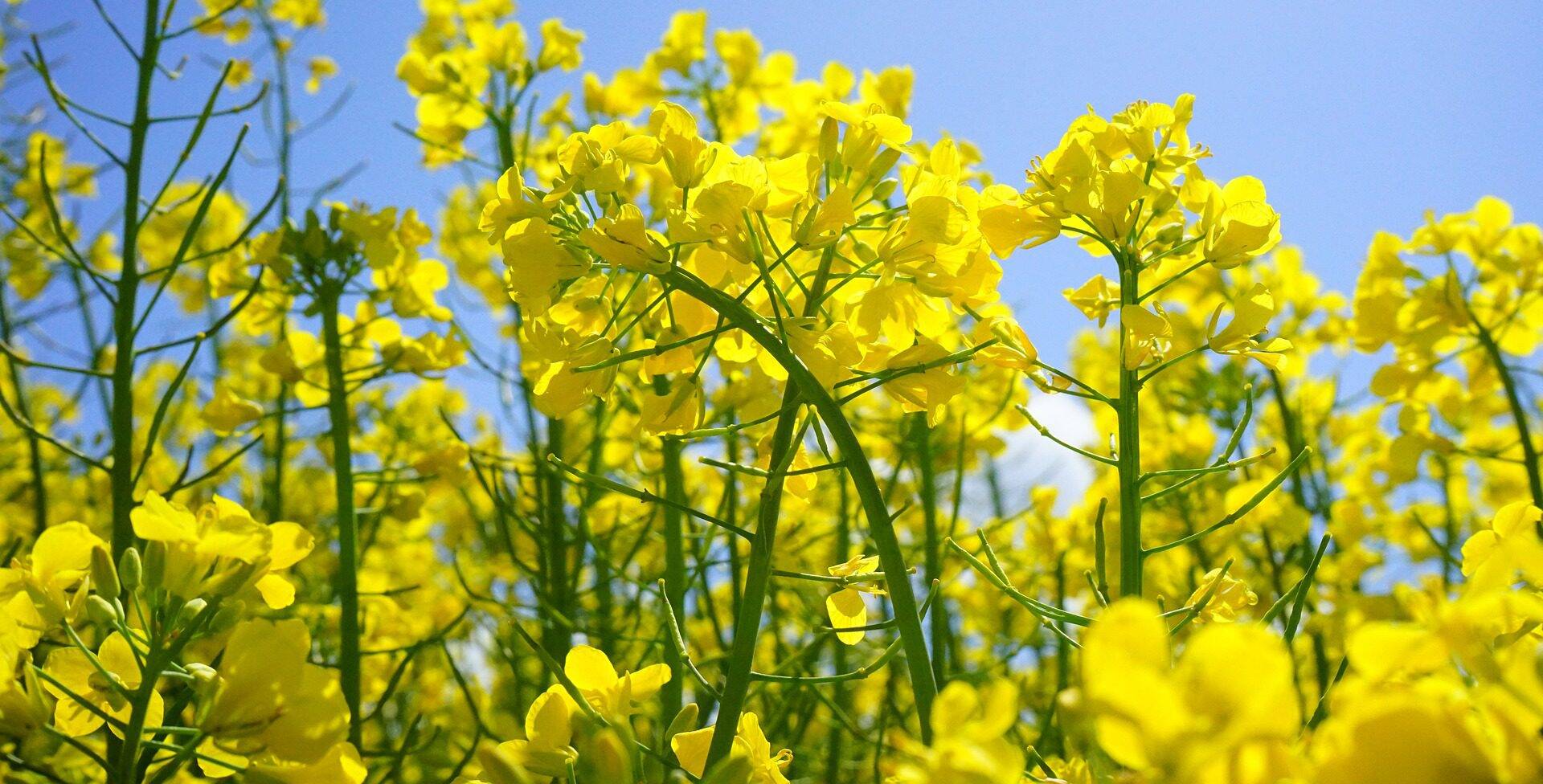 A repce szervesanyag-összetételének jelentősége