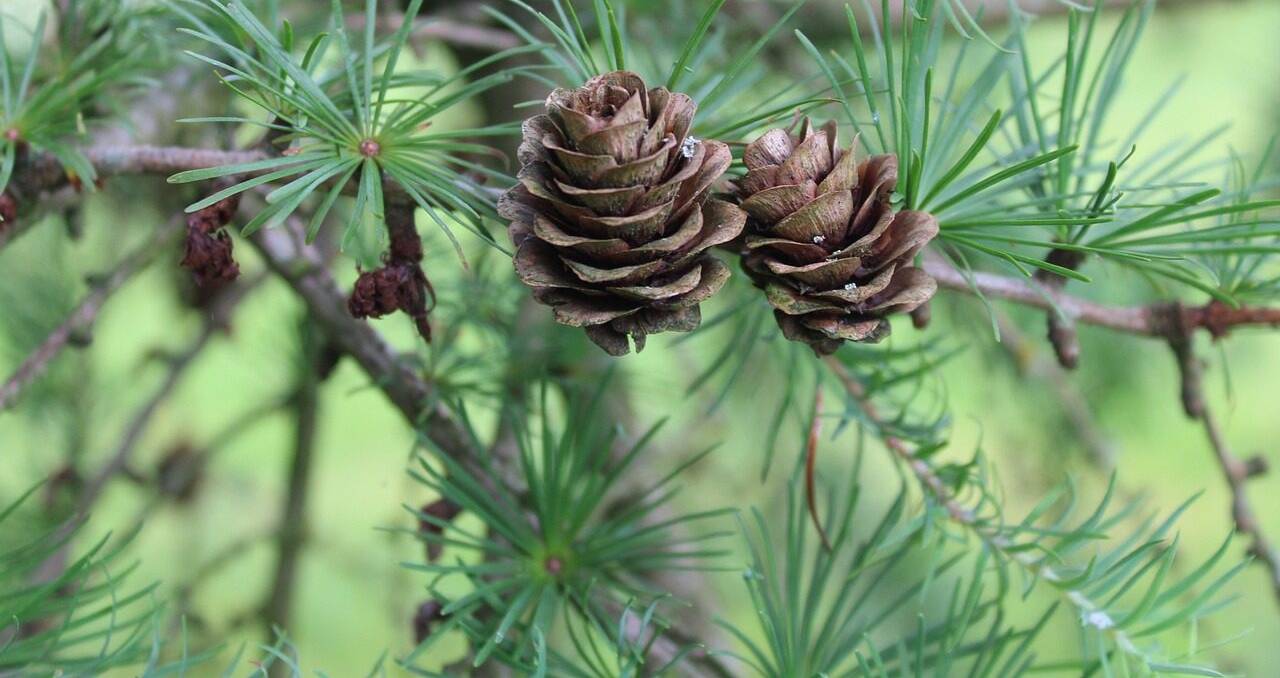 Okozhatják a vörösfenyő lehulló levelei a kelő fű pusztulását?