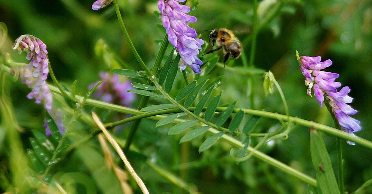 A legjobb talajtakaró mixek, és amit tudni érdemes róluk